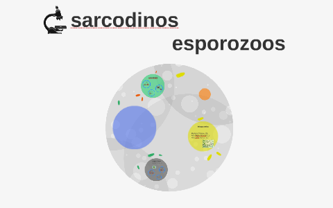 sarcodinos by Ana Maria Arevalo C on Prezi