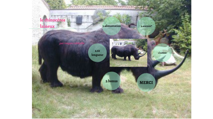 le Rinoceros laineux by Megan Robitaille on Prezi