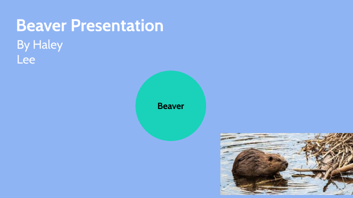 Beaver Reproduction by Haley Lee on Prezi