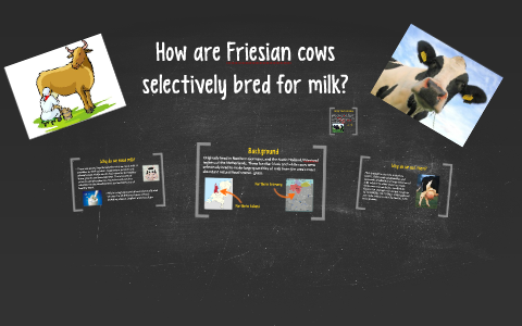 How are Friesian cows selectively bred for milk? by Jack Jacobs on Prezi