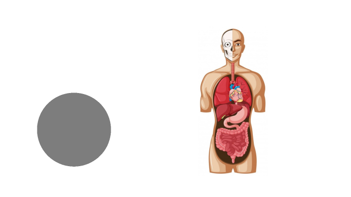 Los órganos Del Cuerpo Humano En Ingles By Citlalli Viveros Morales On