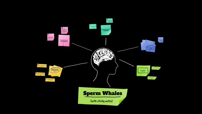 Alissa Wade sperm whale by Malissa Wade on Prezi