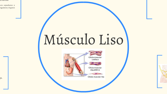 Músculo Liso by Santiago velasquez on Prezi