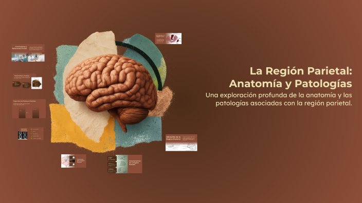 La Región Parietal: Anatomía y Patologías by Lucero Montoya on Prezi