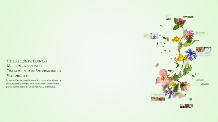 Utilización de Plantas Medicinales para el Tratamiento de Enfermedades ...