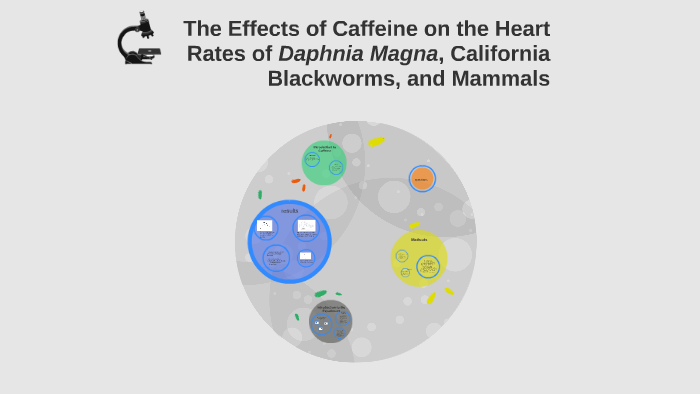 The Effects of Caffeine on the Heart Rates of Daphnia Magna, by Melanie ...