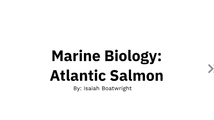 Atlantic Salmon by Isaiah Boatwright on Prezi