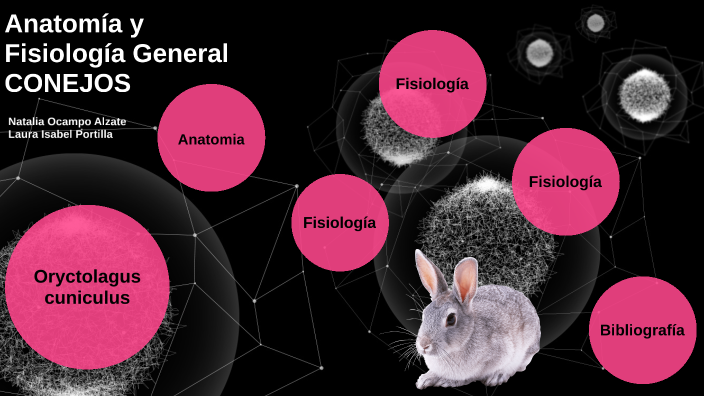 Anatomía y Fisiología General CONEJOS by Natalia Ocampo on Prezi