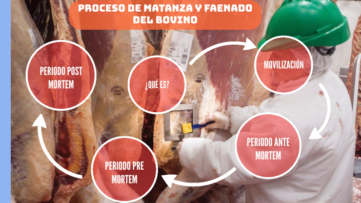PROCESO DE FAENADO DEL BOVINO by Anel Morales on Prezi