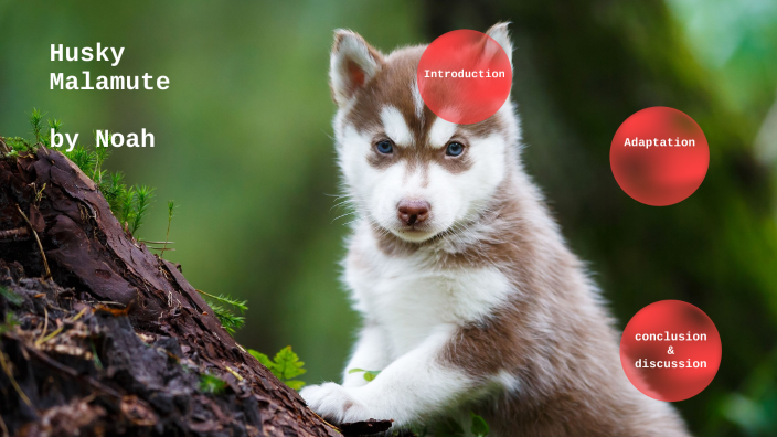 nb husky by Noah Bowes on Prezi
