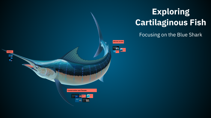 Exploring Cartilaginous Fish By богдан пара On Prezi
