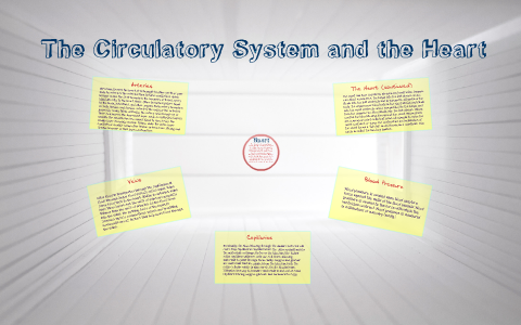 The Circulatory System by Panda Girl on Prezi