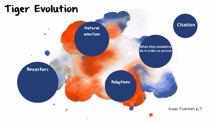Tiger Evolution by Isaac Fuentes on Prezi