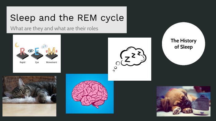 Sleep and the REM Cycle by Stephen Green on Prezi