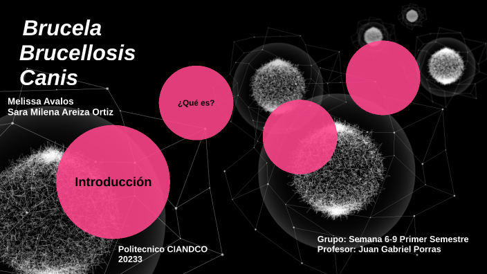 Brucellosis Canis by Sara Areiza on Prezi