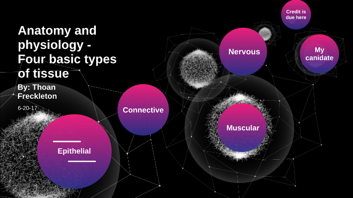Four basic types of body tissue by Thoan Freckleton on Prezi