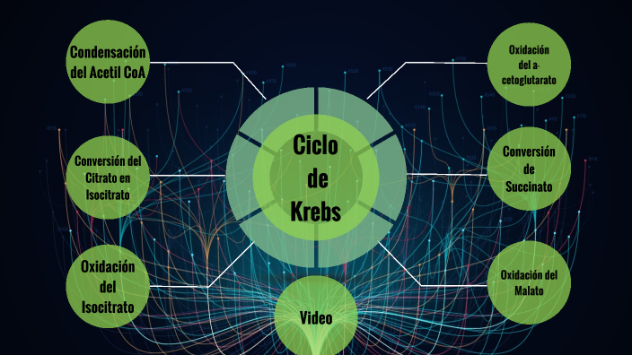 Ciclo de Krebs by Luis Arturo Espinoza on Prezi