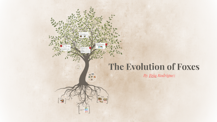 The Evolution of Foxes by Bria Rodriguez on Prezi