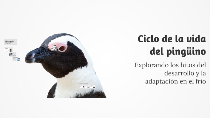 Ciclo de la vida del pingüino by Johanna Levill on Prezi