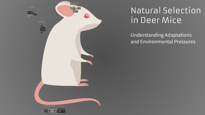 Natural Selection in Deer Mice by Ki-Anna Williams on Prezi