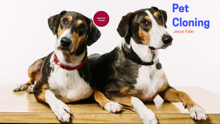 Pet Cloning Remix Project by Jesse Faler on Prezi
