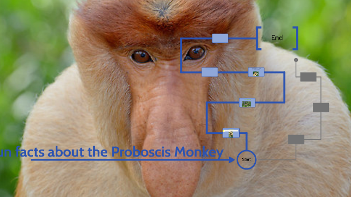 Fun facts about the Proboscis Monkey by Abdullah Haresha on Prezi