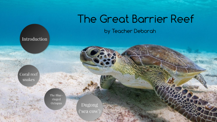 Great Barrier Reef by Alexandre Bertoncello on Prezi