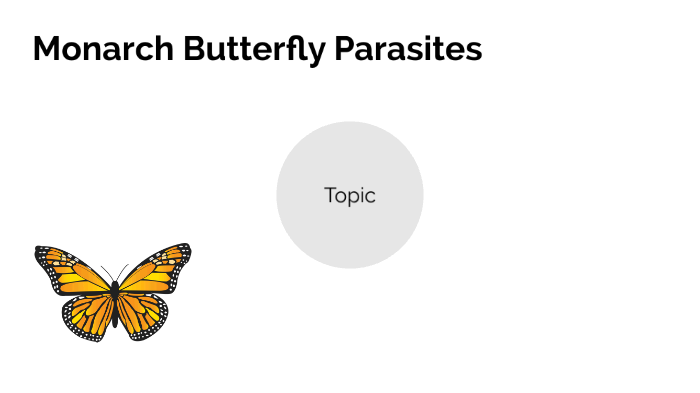 Monarch Butterfly Parasites by Kassandra Navarro on Prezi
