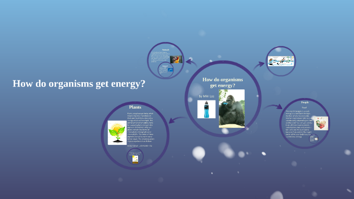 How do organisms get energy? by Mikolaj Los on Prezi