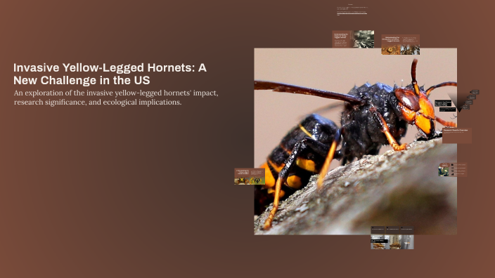 Invasive Yellow-Legged Hornets: A New Challenge in the US by Thomas ...