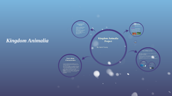 Kingdom Animalia Project by Gavin Young