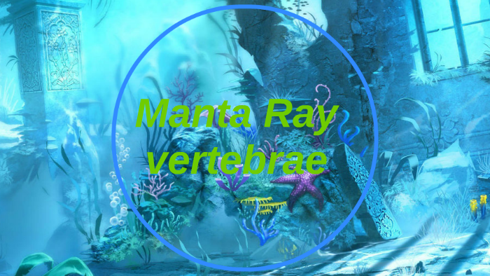 Manta ray vertebrae and habitat by Ben Anderson