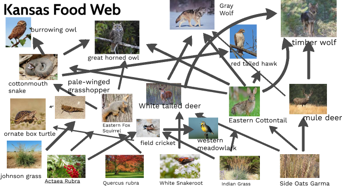 Kansas Food Web by micah piggott on Prezi