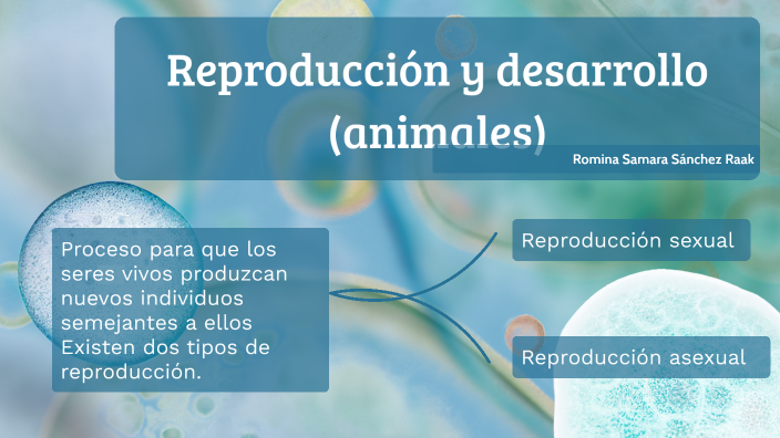 Reproducción y desarrollo embrionario en animales by Romina Sánchez on Prezi