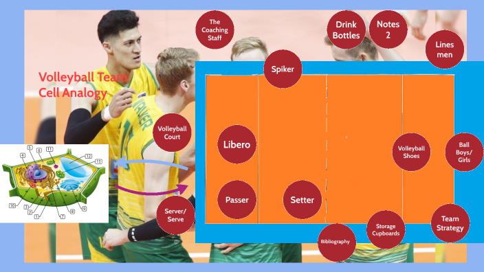 Volleyball Team Plant Cell Analogy BY Chris Boey by Chris Boey on Prezi