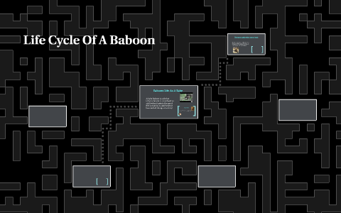 Life Cycle Of A Baboon by Dan Foster on Prezi