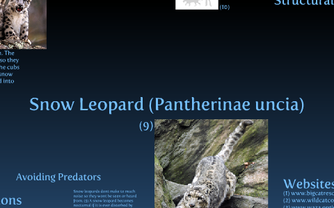 snow leopard by Sarah Humble