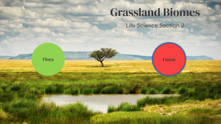 LS2- Grassland Biomes by Donnie Howell on Prezi