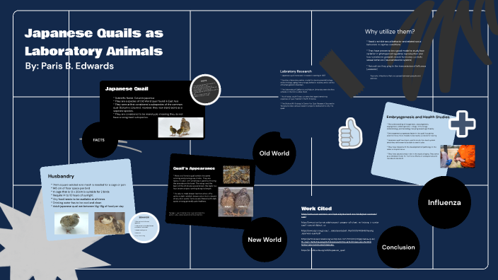 Quail as Laboratory Animal by Paris Blanchard on Prezi