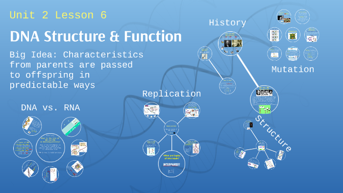 Unit 2 Lesson 6 DNA Structure and Function by Lacy Haefli on Prezi