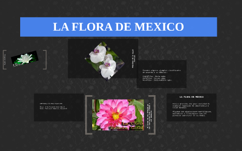 LA FLORA DE MEXICO by Patricia Agostini Elizondo on Prezi