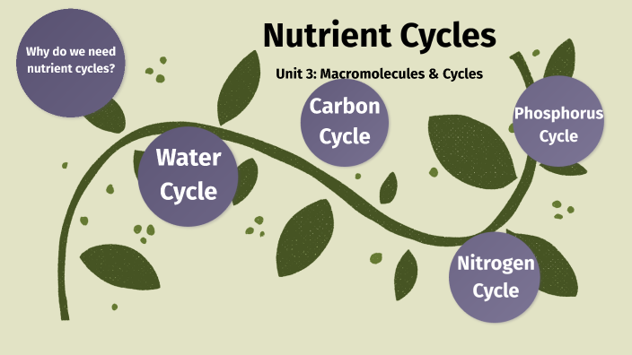 Nutrient Cycles by Lauren Martinez on Prezi