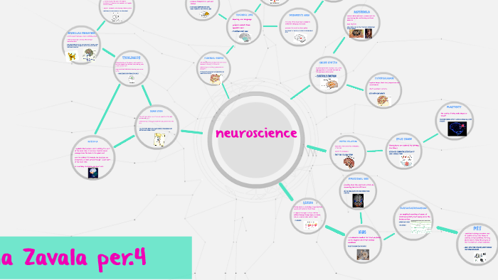 neuroscience concept map by julia zavala on Prezi