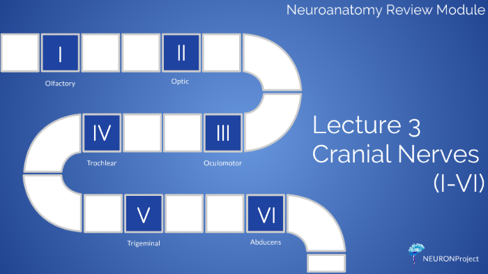 Neuroanatomy Lecture 3 Cranial Nerves By Armaan Kumar On Prezi