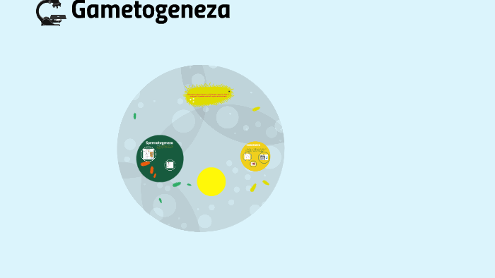 gametogeneza by Iulia Ionasco on Prezi