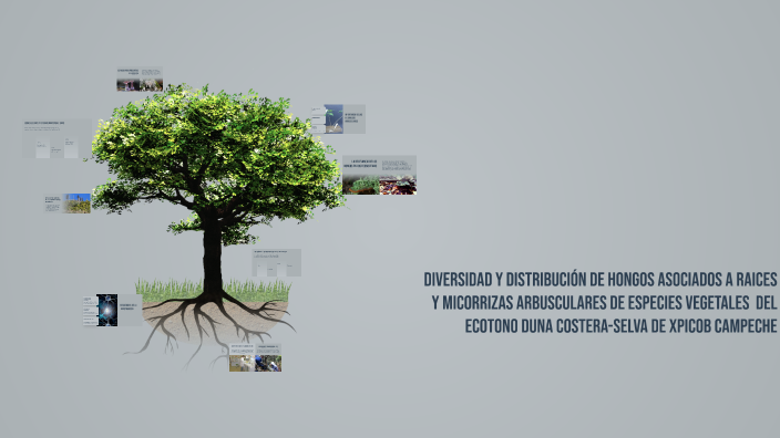 Diversidad y Distribución de Hongos by PEPE ALCOCER on Prezi