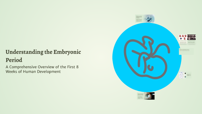 Understanding the Embryonic Period by Bunny .7 on Prezi