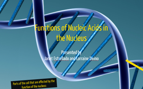 Functions of Nucleic Acids in the Nucleus by Lorraine Divino on Prezi