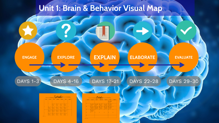 Unit 1: Brain and Behavior Visual Map by Madeline Carras on Prezi