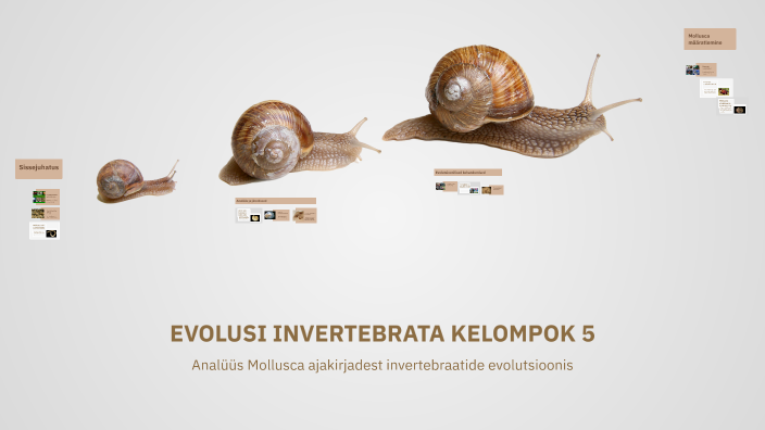 EVOLUSI INVERTEBRATA KELOMPOK 5 by Hanif Kamal Hidayah Nasrulloh on Prezi